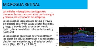 células gliales de la retina | PPTX