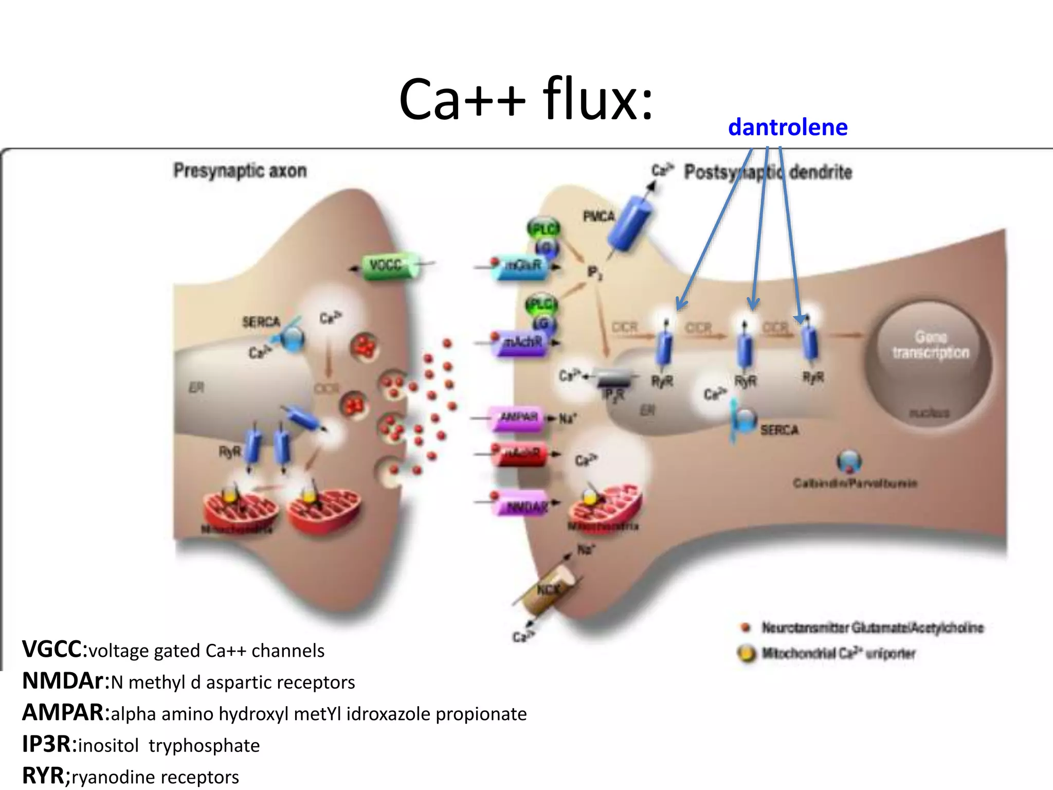 Ryanodex,a new dantrolene formulation | PPTX