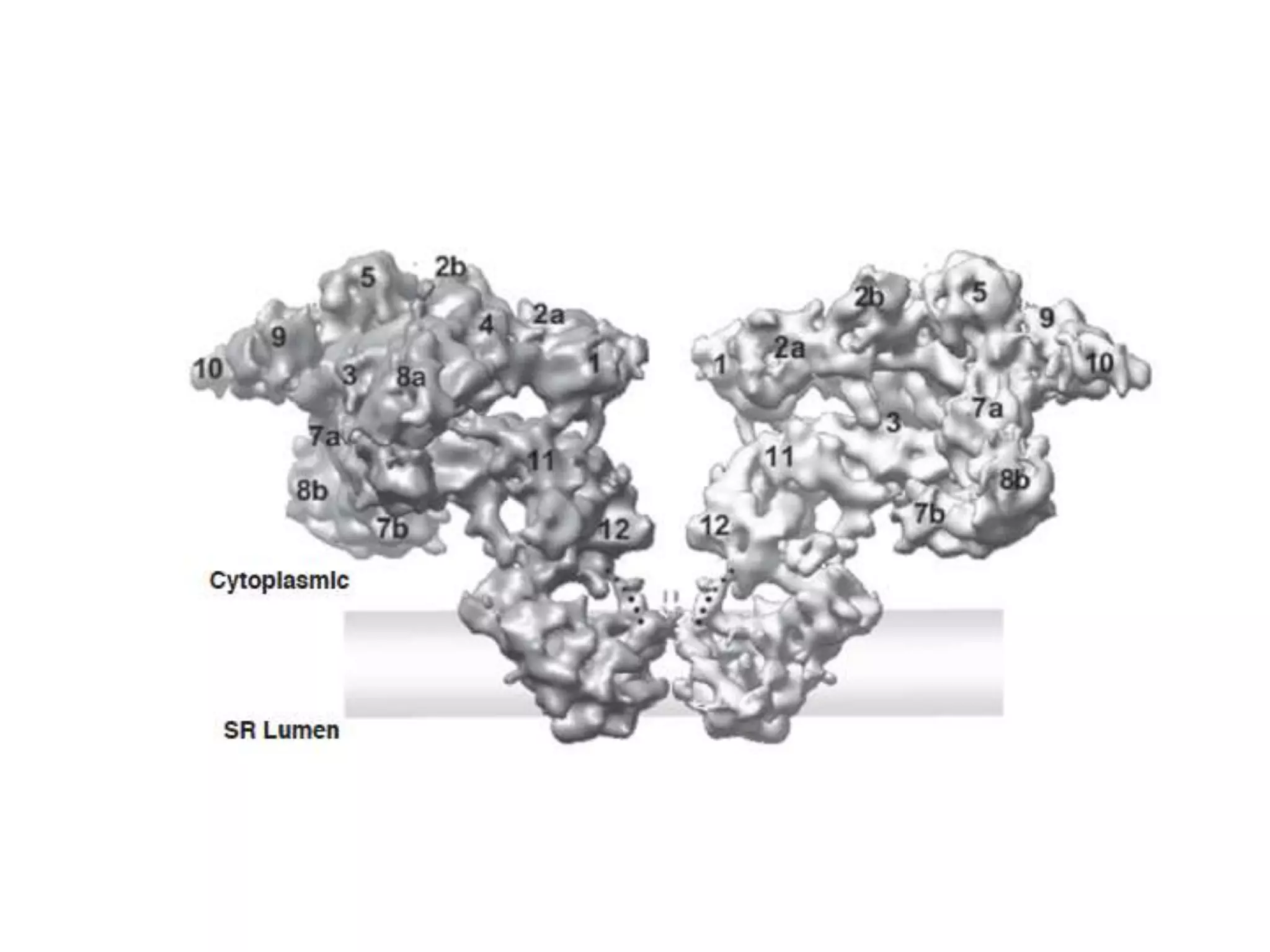 Ryanodex,a new dantrolene formulation | PPTX