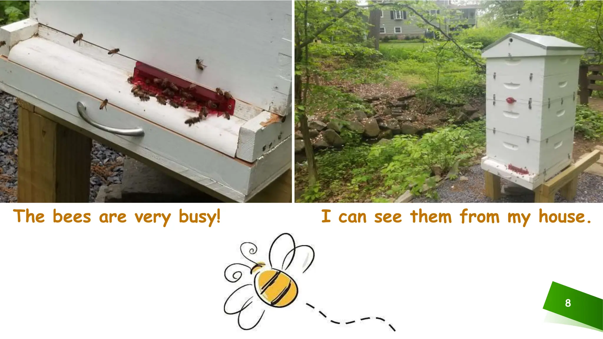 Ryan's 1st Backyard Honeybee Hive Project | PPTX