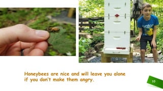 Ryan's 1st Backyard Honeybee Hive Project | PPT