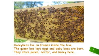 Ryan's 1st Backyard Honeybee Hive Project | PPT