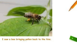 Ryan's 1st Backyard Honeybee Hive Project | PPT