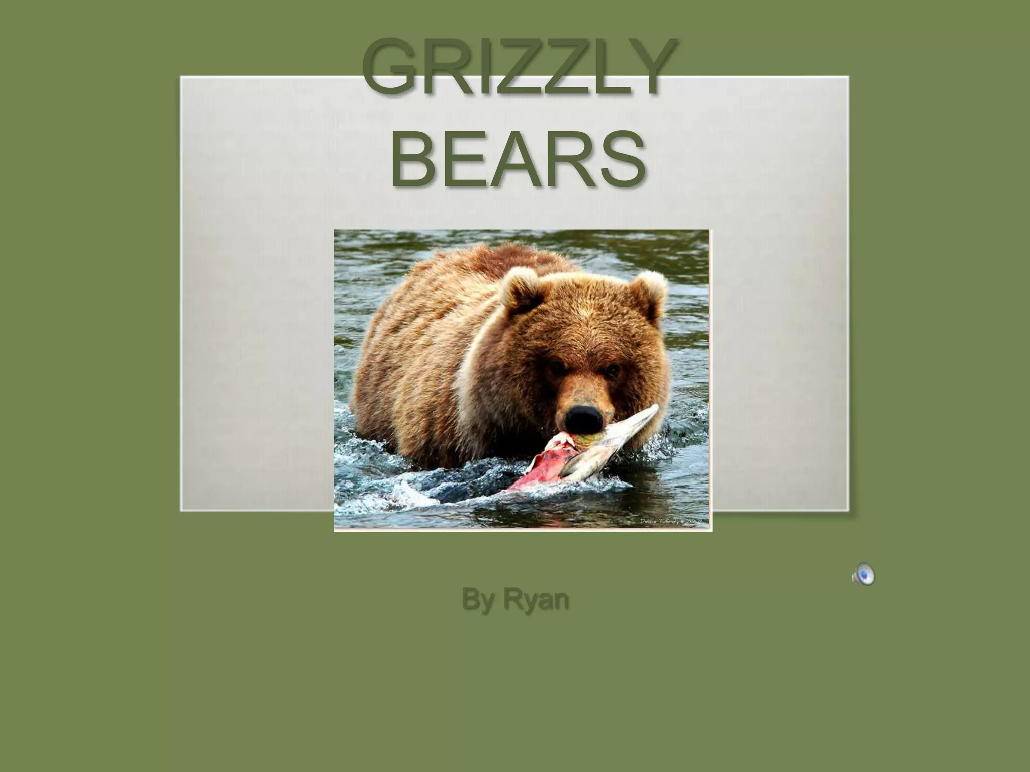 Grizzly Bears by Ryan | PPTX