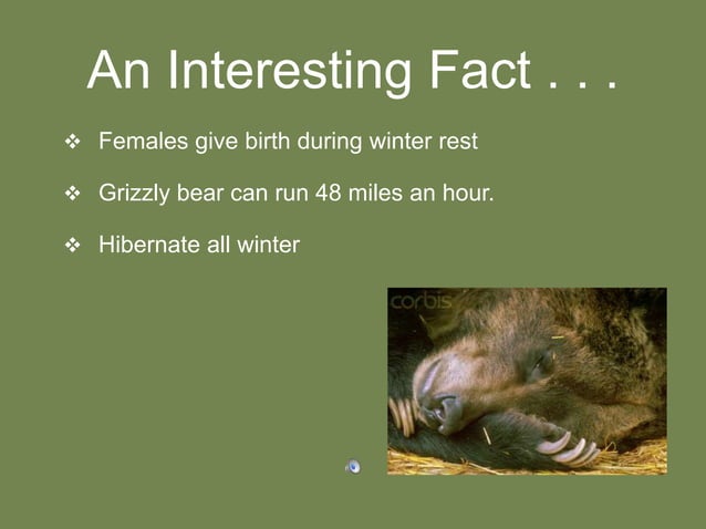 Grizzly Bears by Ryan | PPTX