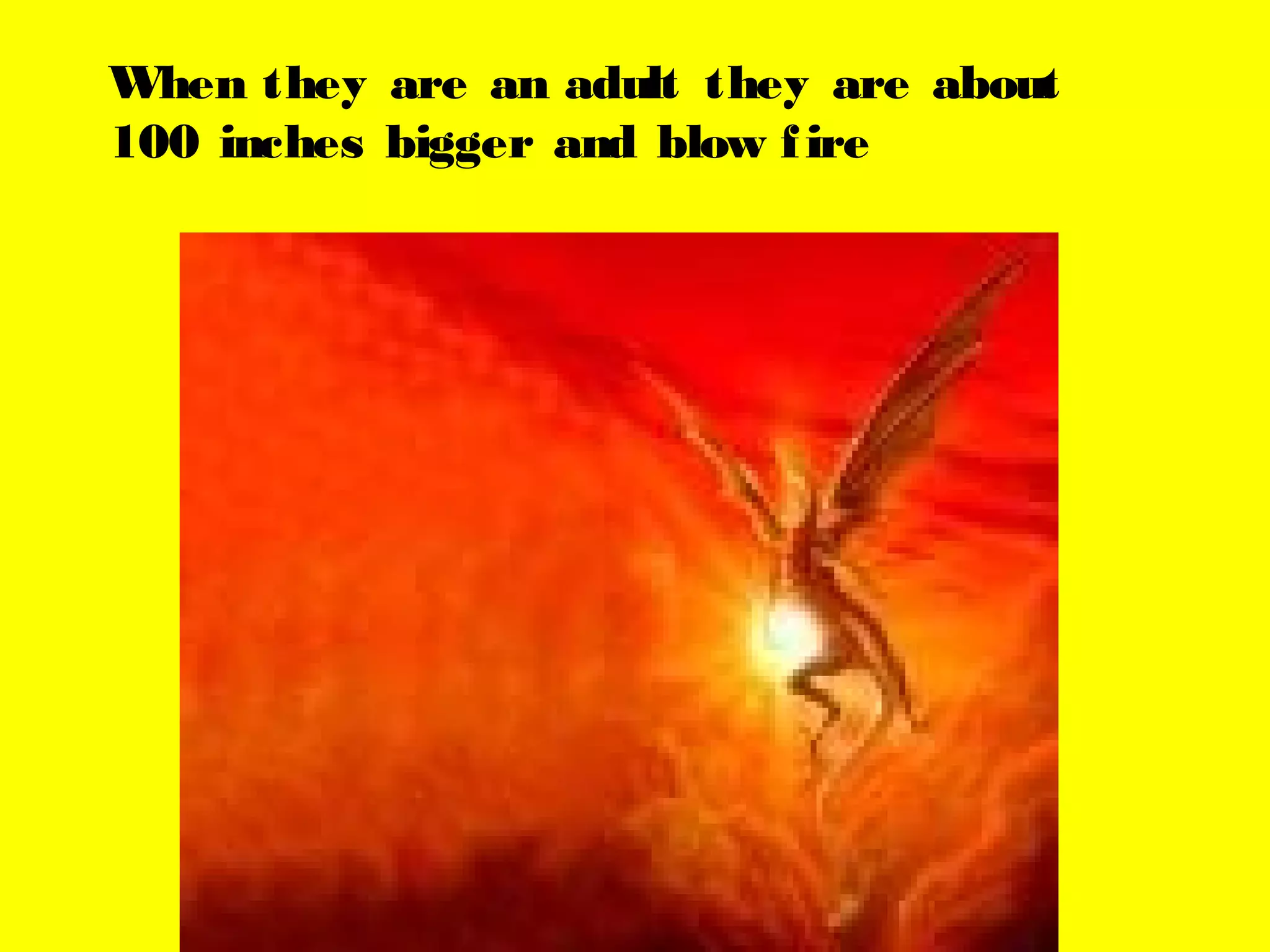 Ryan’s dragons | PPT