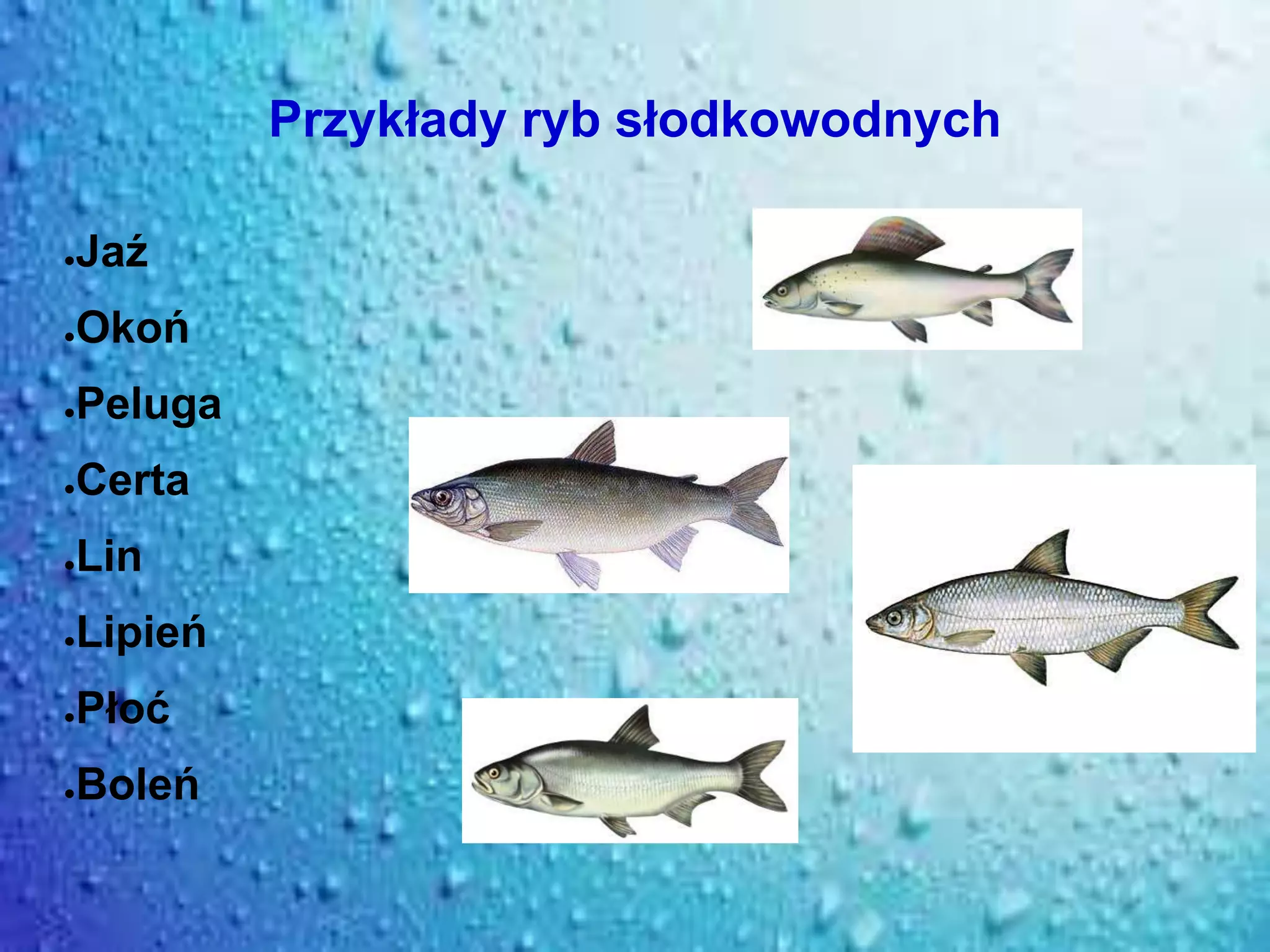 Ryby | PPT
