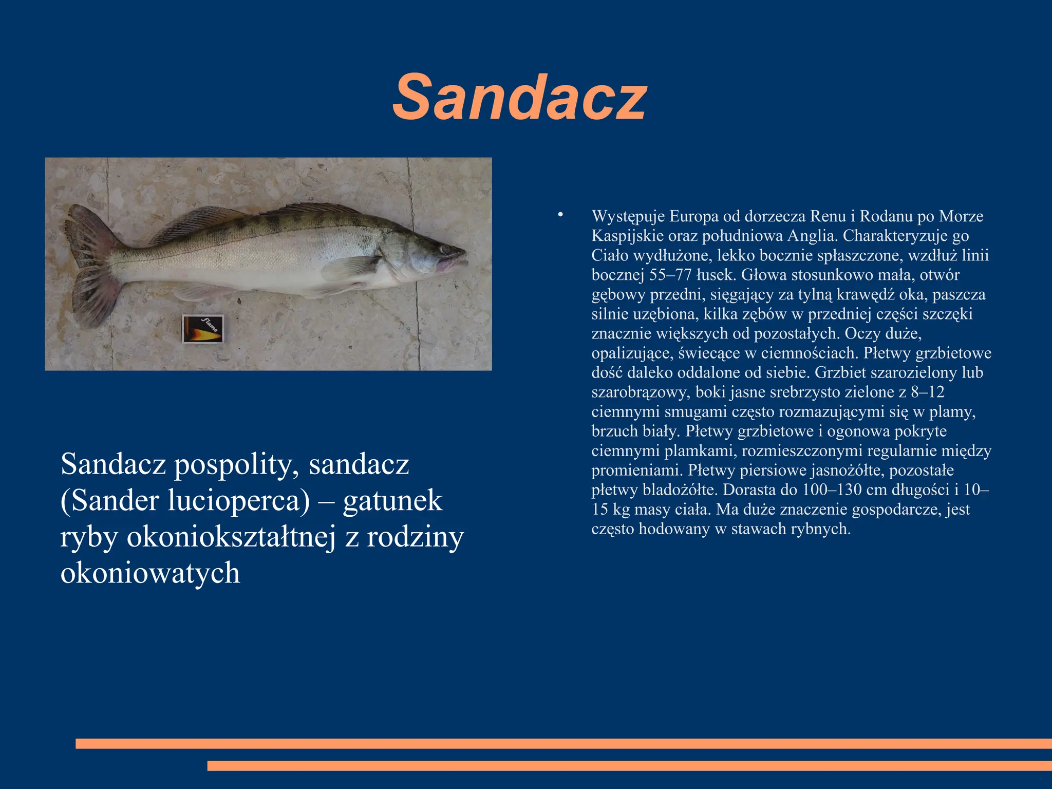 ryby.ppt rodzaje i charakterystyka ryb !! | PPT