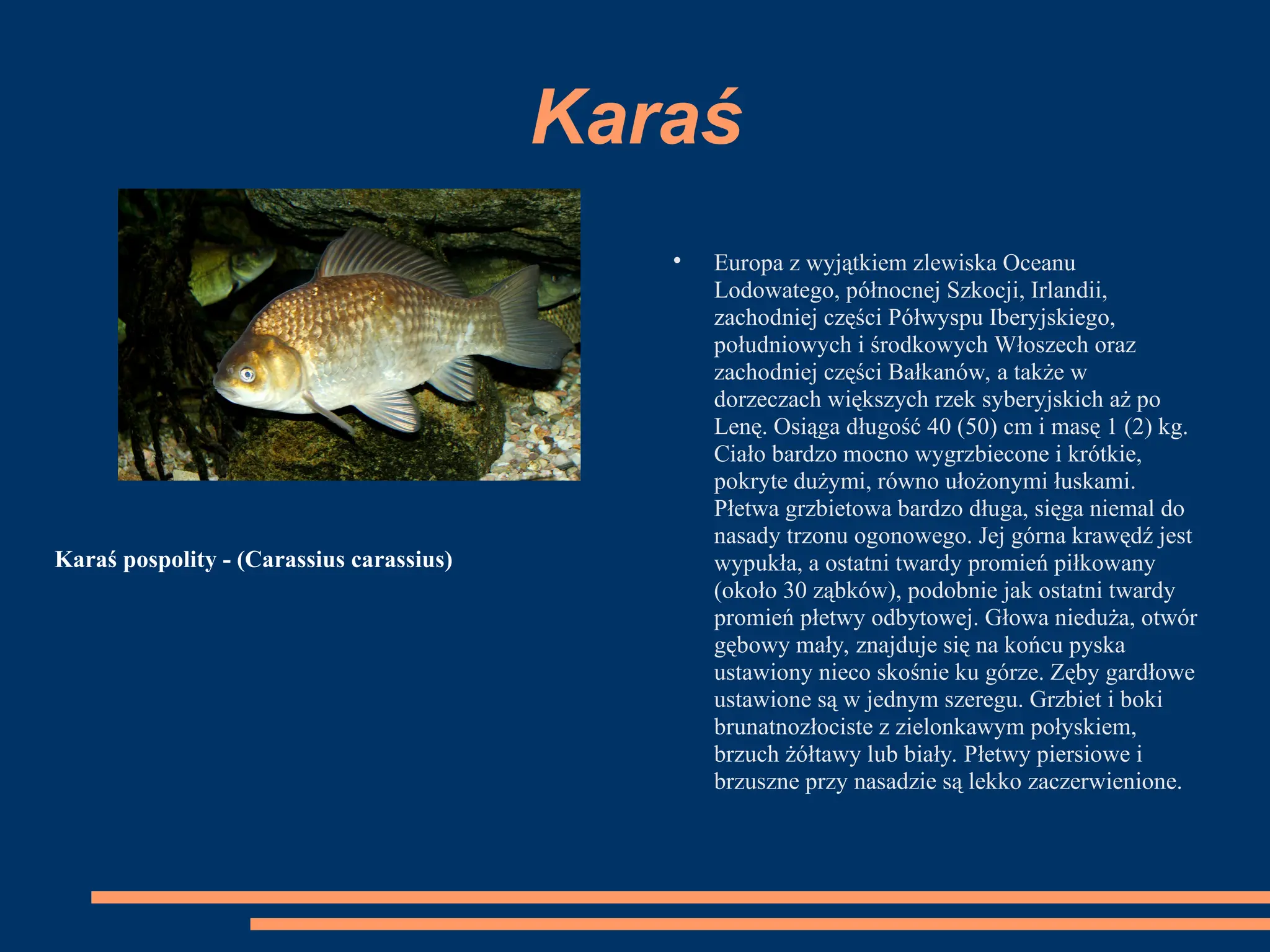 ryby.ppt rodzaje i charakterystyka ryb !! | PPT