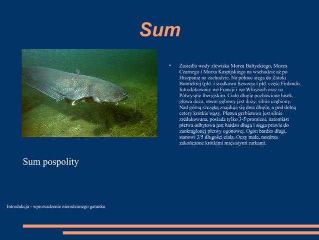 ryby.ppt rodzaje i charakterystyka ryb !! | PPT