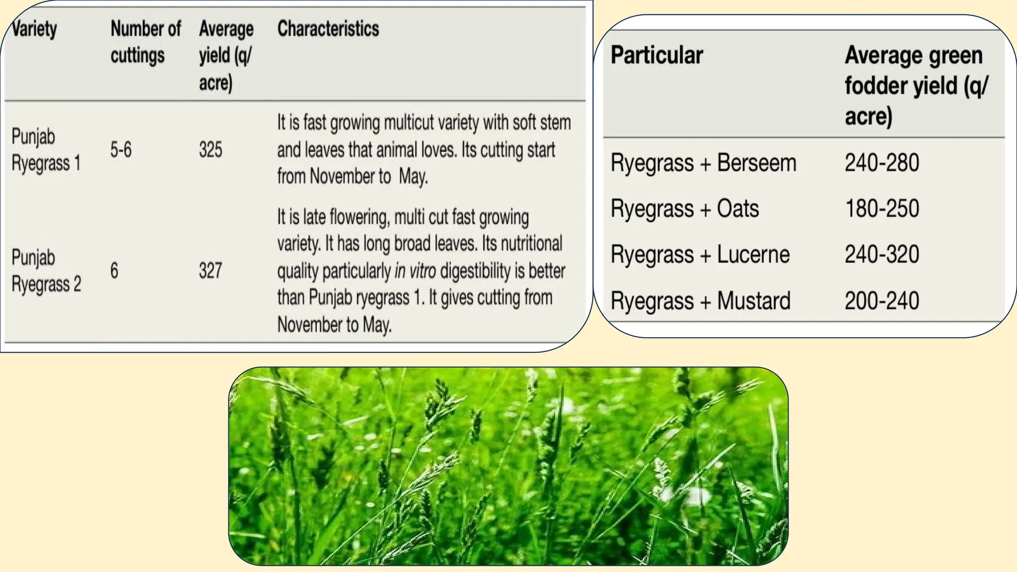 RYE GRASS-Production and improvement of Rye grass.pptx