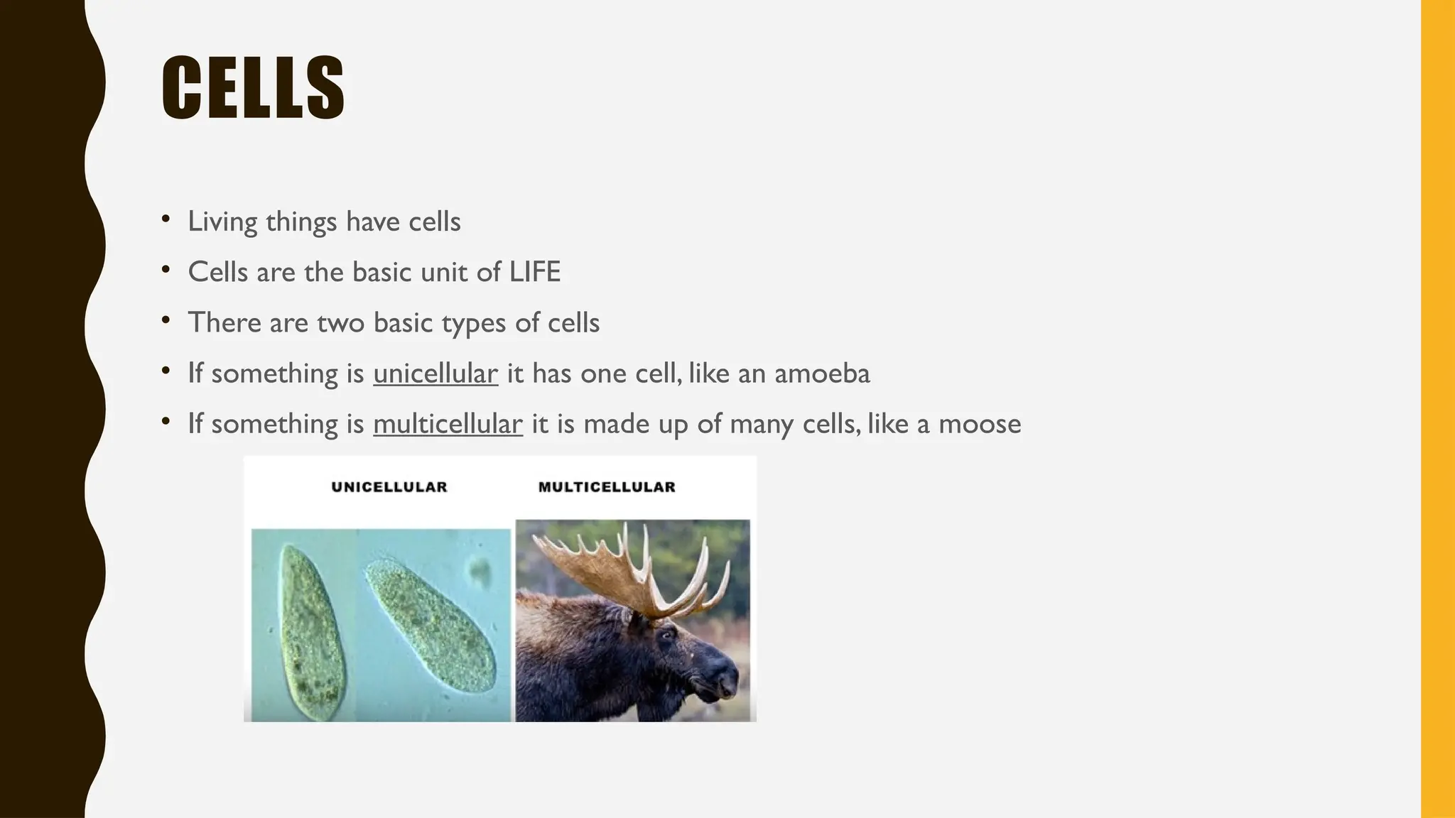 Biology- Characteristics of Life, What Makes Things Living- Basic ...