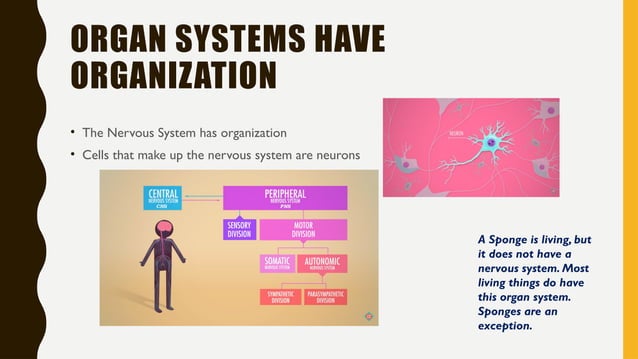 Biology- Characteristics of Life, What Makes Things Living- Basic ...