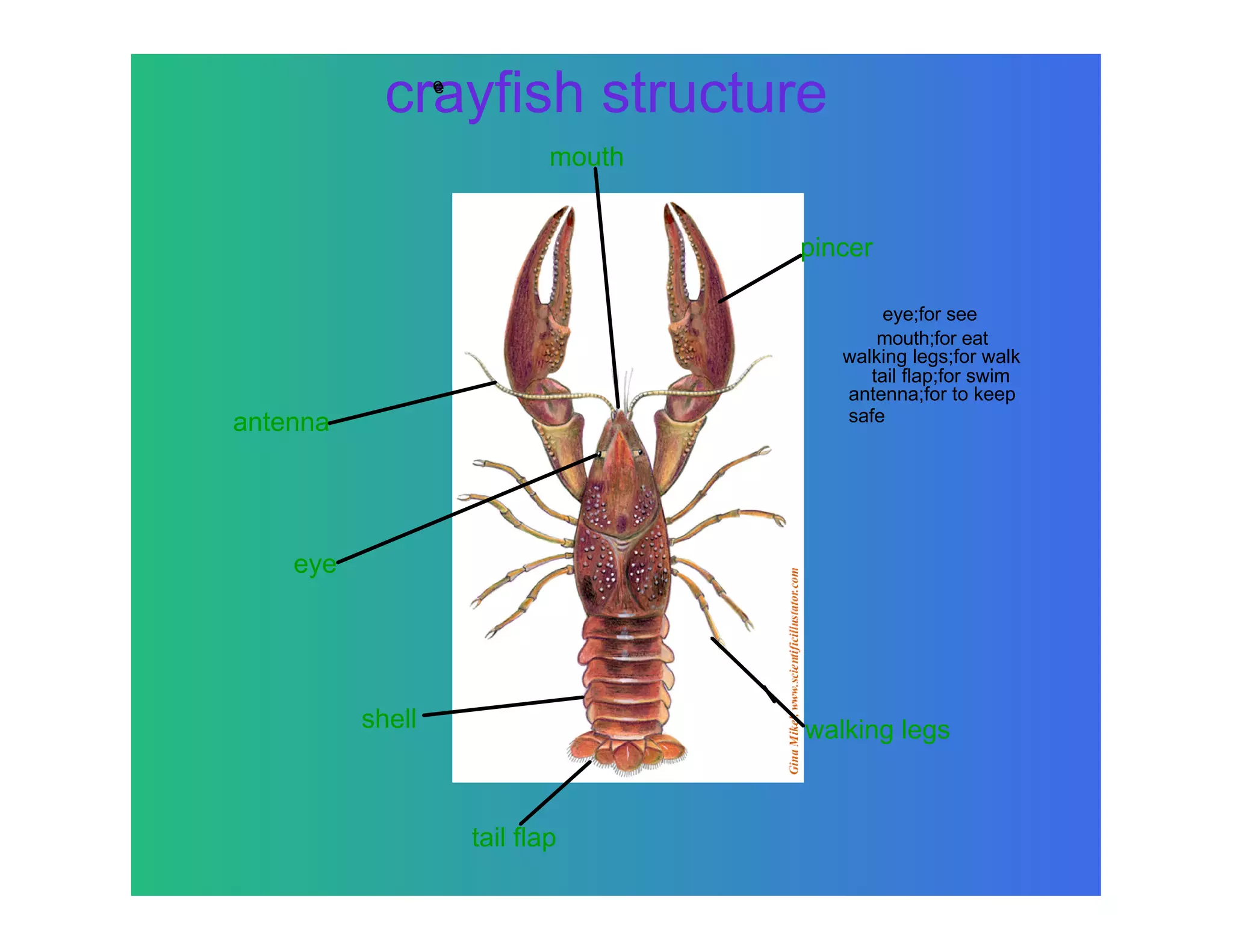 Ryo E's Crayfish Summative | PDF