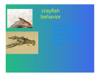Ryo E's Crayfish Summative | PPT