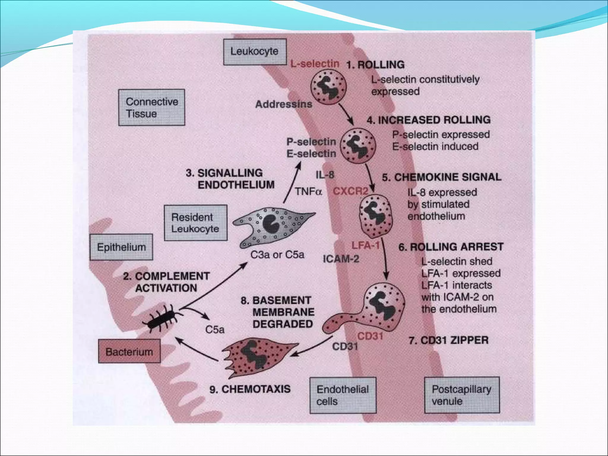 Inflammation: basic concepts | PPT