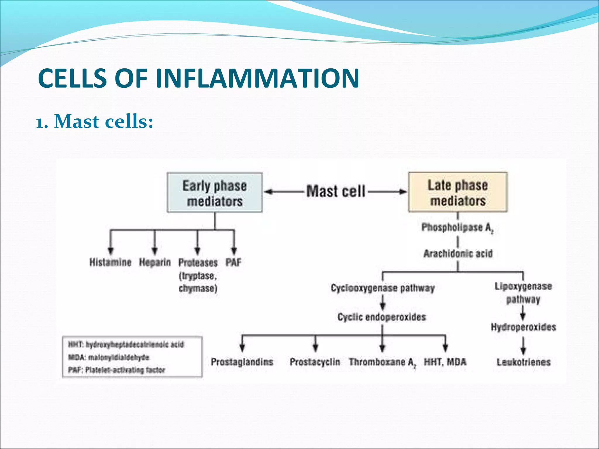 Inflammation: basic concepts | PPT