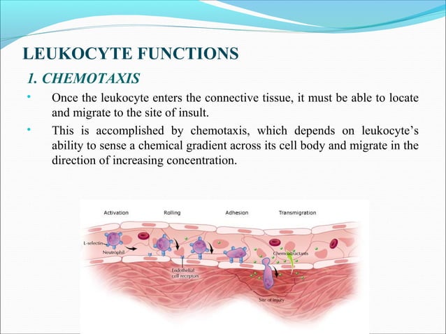 Inflammation: basic concepts | PPT
