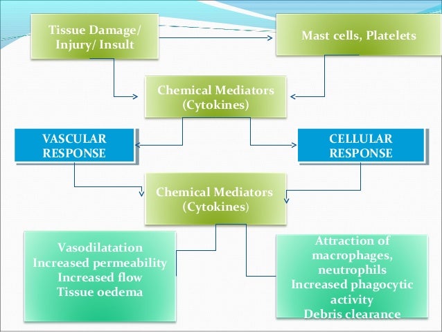 Inflammation Flow Chart