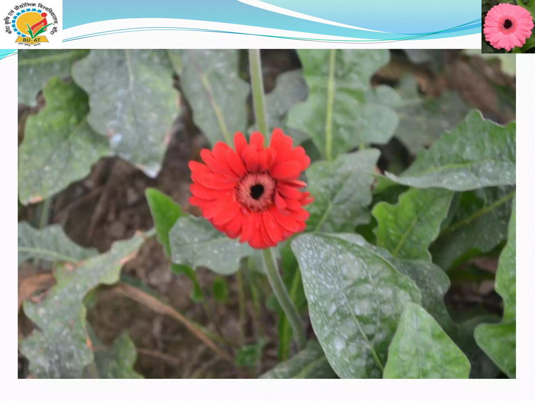 Gerbera cultivation | PPTX