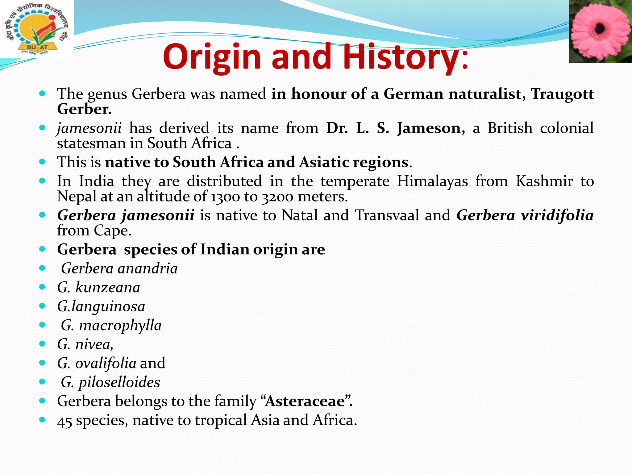 Gerbera cultivation | PPTX