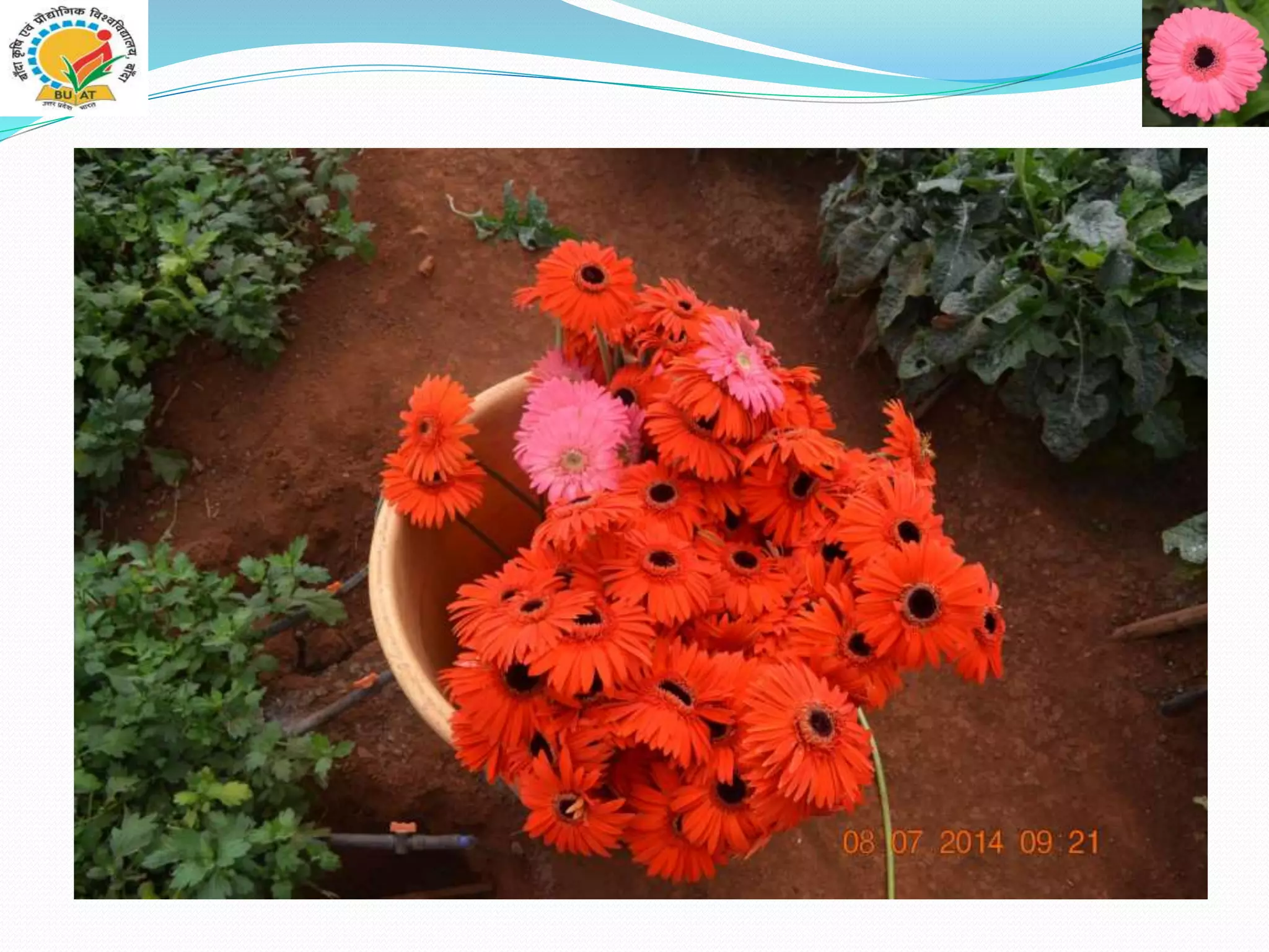 Gerbera cultivation | PPTX