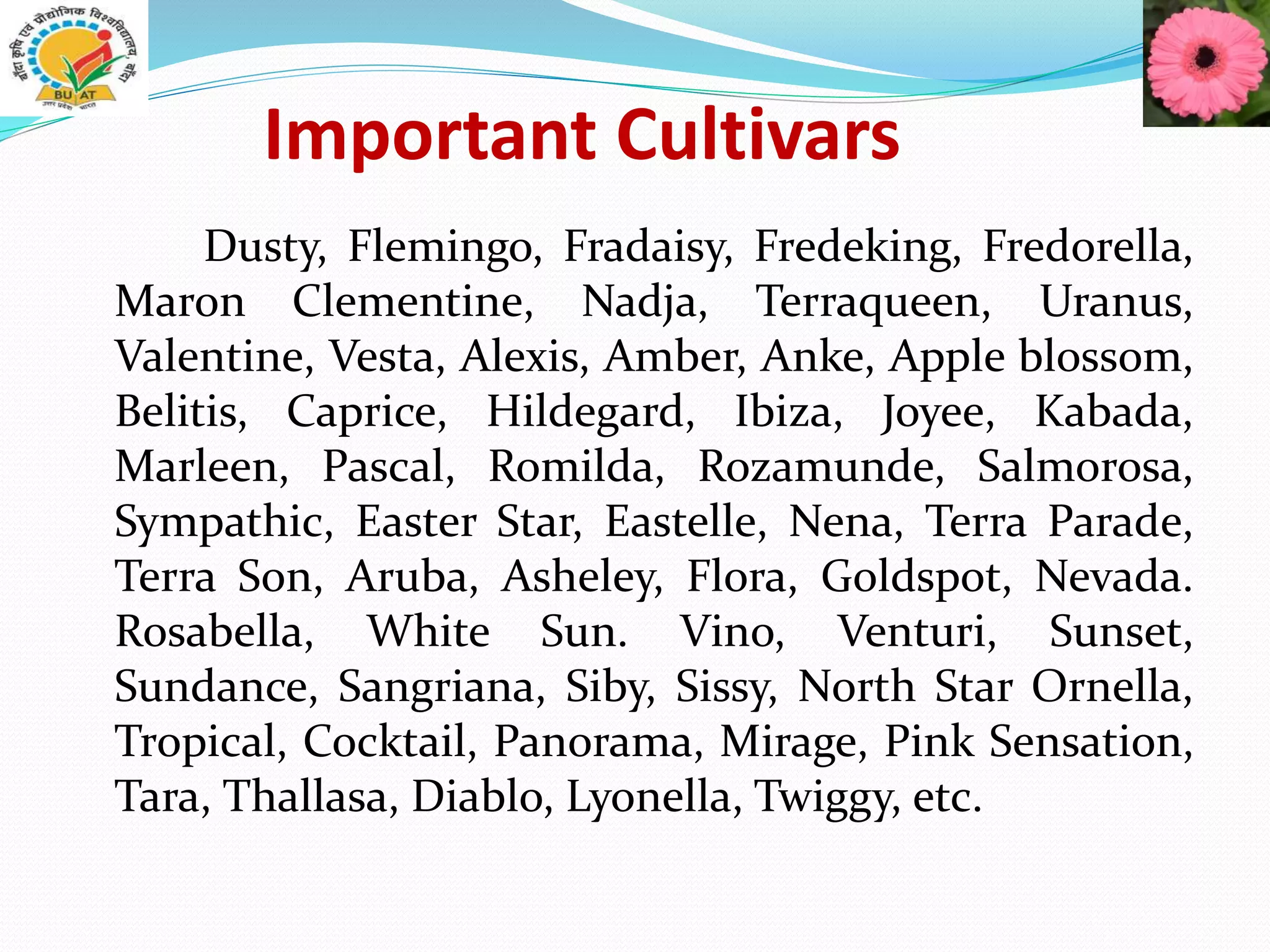 Gerbera cultivation | PPTX