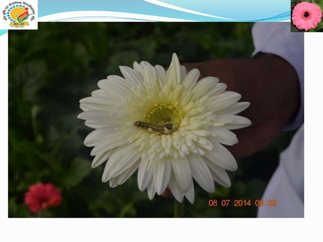 Gerbera cultivation | PPTX