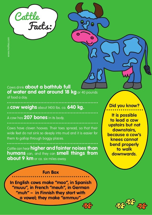 Cattle Facts