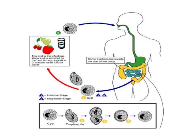 Parasitologia - Balantidium coli