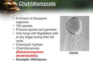 658659600_presentation_-_660Fenal_Shukla.pdf