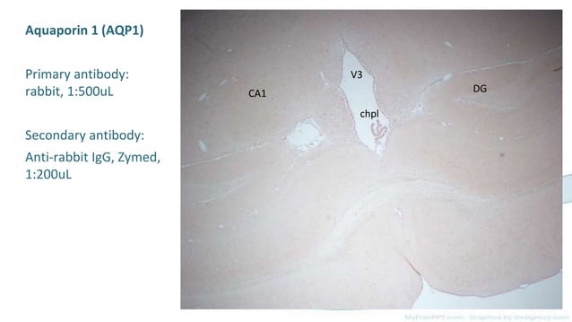 Mouse brain immunohistochemistry staining | PPT