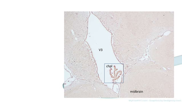 Mouse brain immunohistochemistry staining | PPT