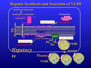 195 hepatic synthesis and secretion of vldl | PPT