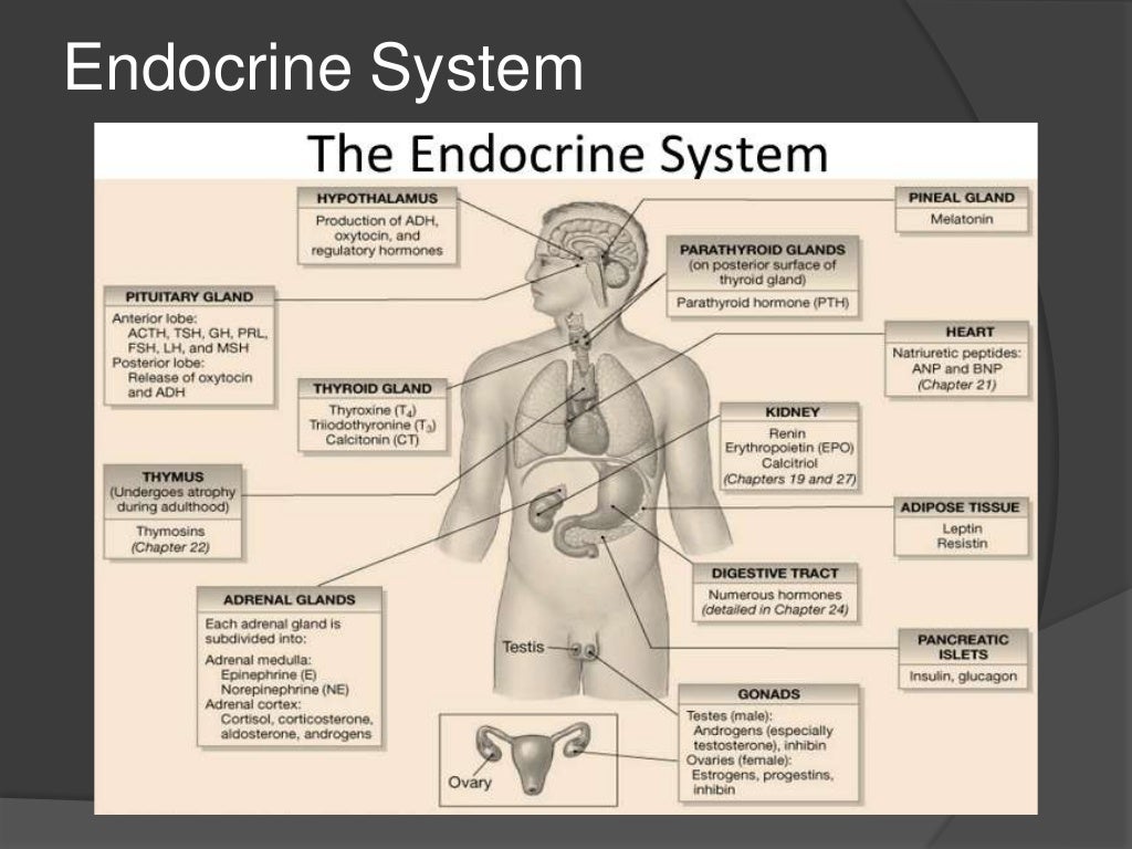 Endocrine System