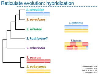 S.eubayanus & reticulate evolution | PPTX