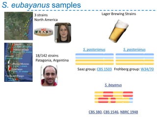 S.eubayanus & reticulate evolution | PPTX