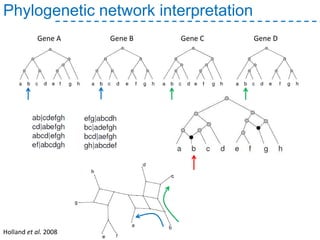 S.eubayanus & reticulate evolution | PPTX