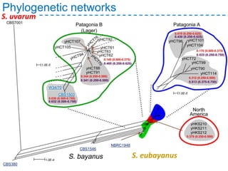 S.eubayanus & reticulate evolution | PPTX