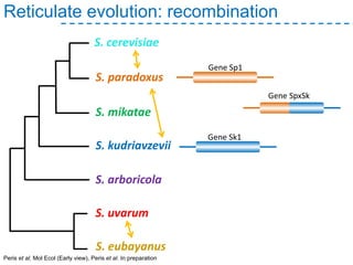 S.eubayanus & reticulate evolution | PPTX