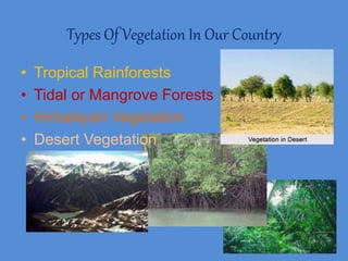 Natural Vegetation & Wildlife | PPTX