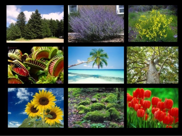 Los colores de la naturaleza