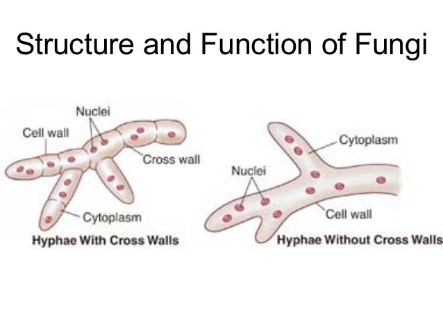 Structure Of Fungal Cell With Diagram Fungi