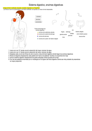 Diagrama Del Sistema Digestivo Para La Hoja De Trabajo De Los Niños