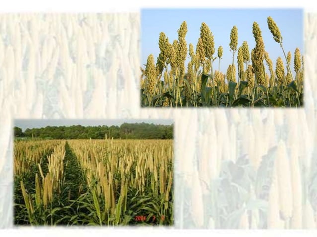 S.Sc. Project [Class 8] AGRICULTURE | PPTX