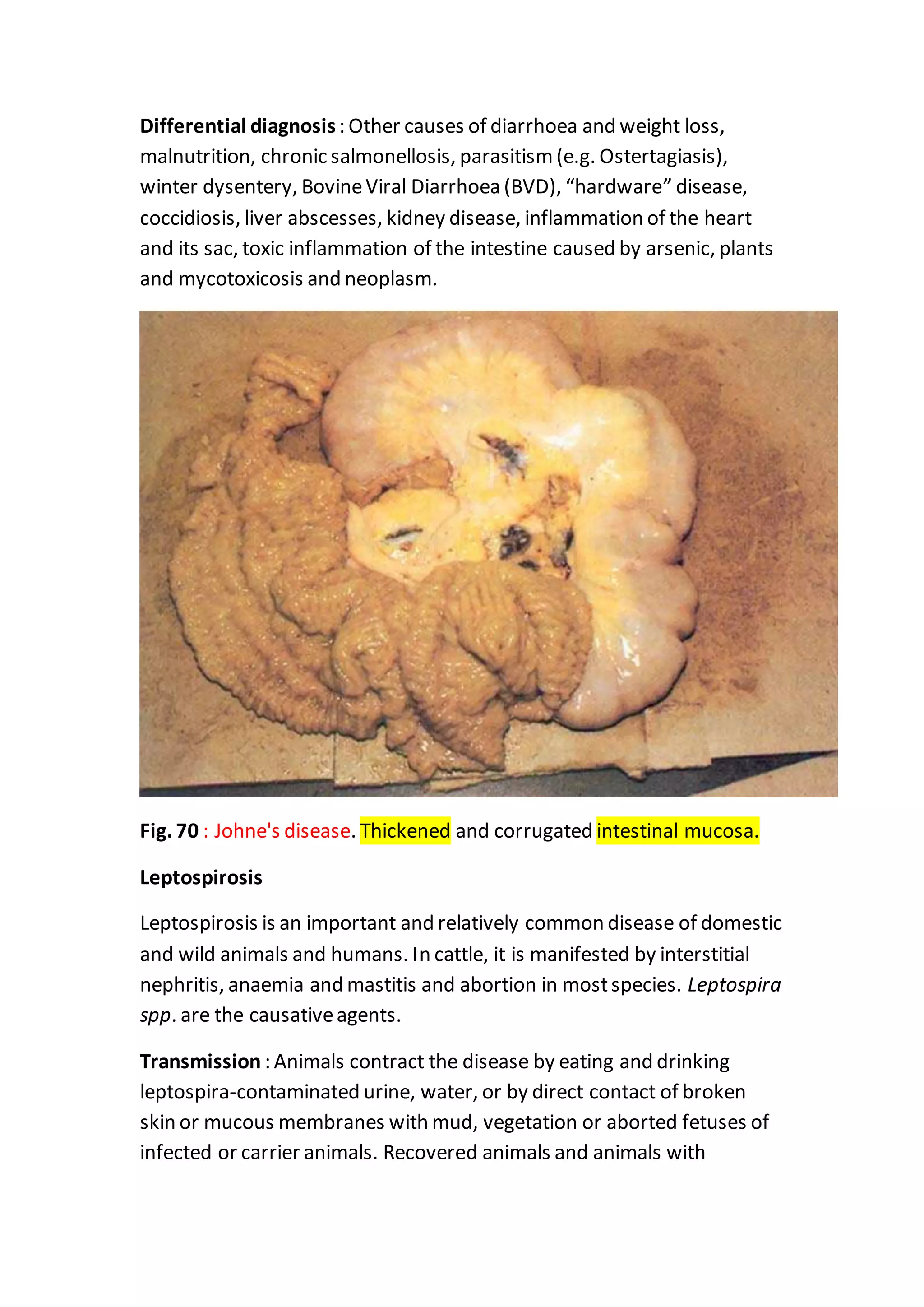 Postmortem | DOCX
