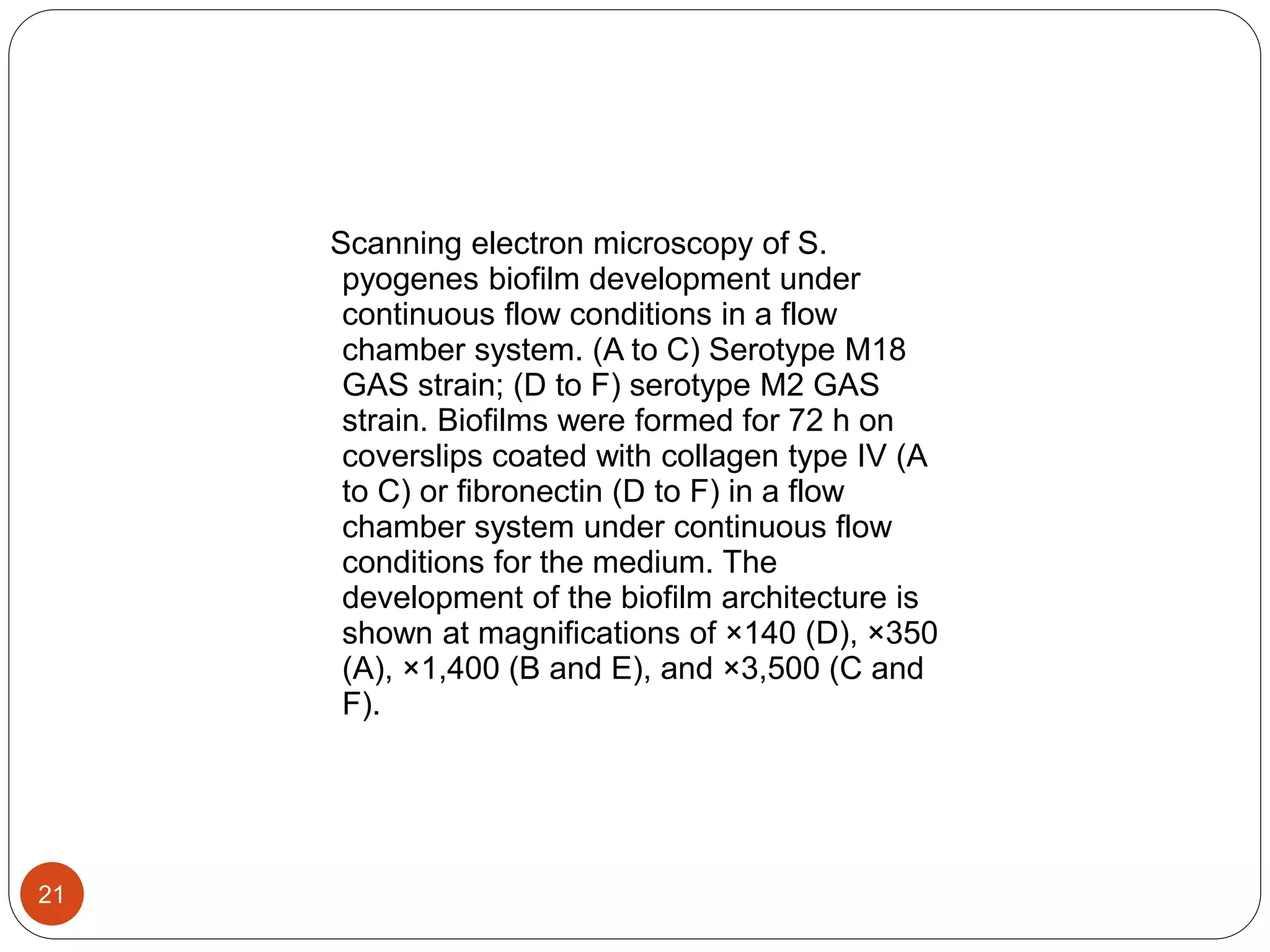 S. pyogenes, its virulence, antibiotic, phytochemicals | PPTX