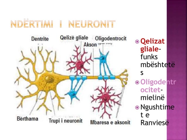 SISTEMI NERVOR TE NJERIU | PPT