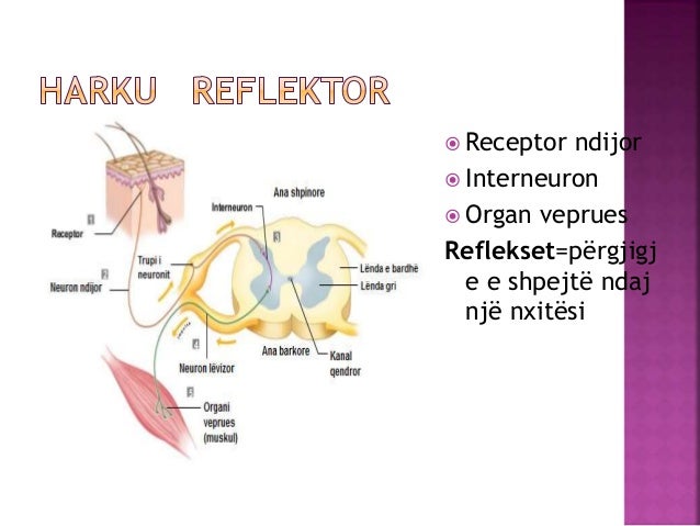 SISTEMI NERVOR TE NJERIU