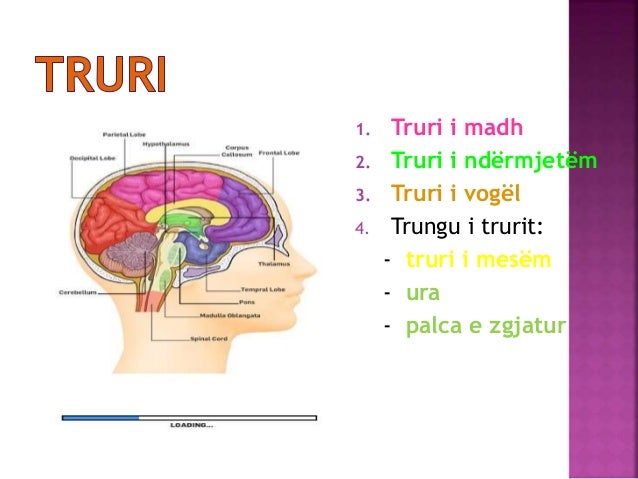 SISTEMI NERVOR TE NJERIU
